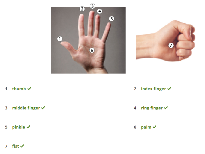 Help Top notch 2 Tercera Edición: Vocabulary: The hand 1 Top Notch 2 ...