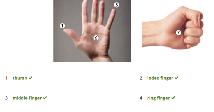 Help Top notch 2 Tercera Edición: Vocabulary: The hand 1 Top Notch 2 ...