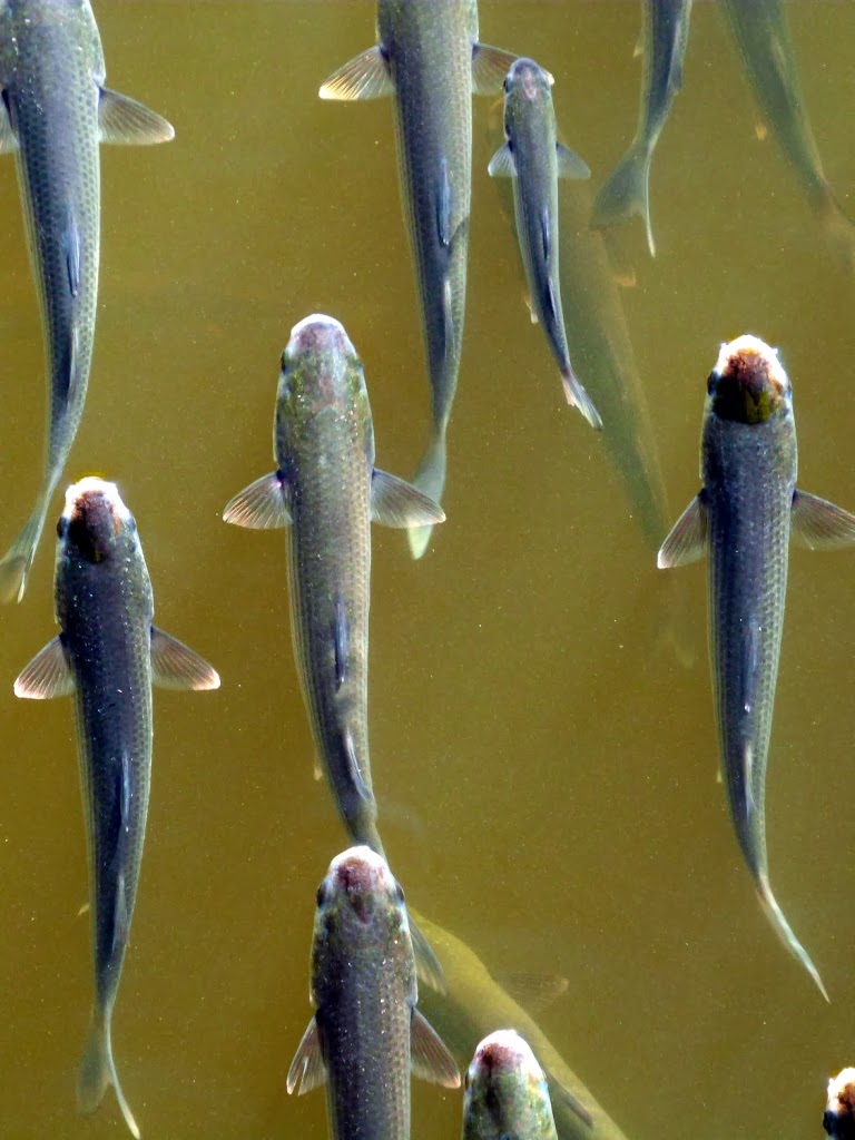 Taxonomía Chordata: Clase Actinopterygii Orden Gadiformes ...
