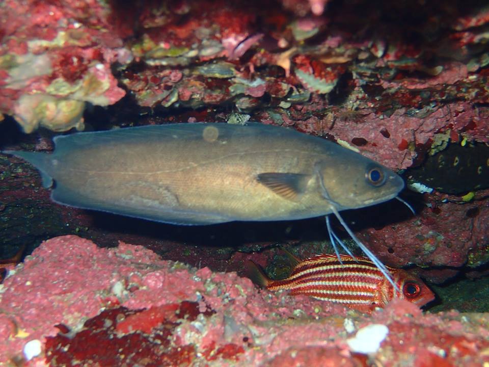 Biodiversity of Cyprus by NGO Protection of the Natural Heritage and ...