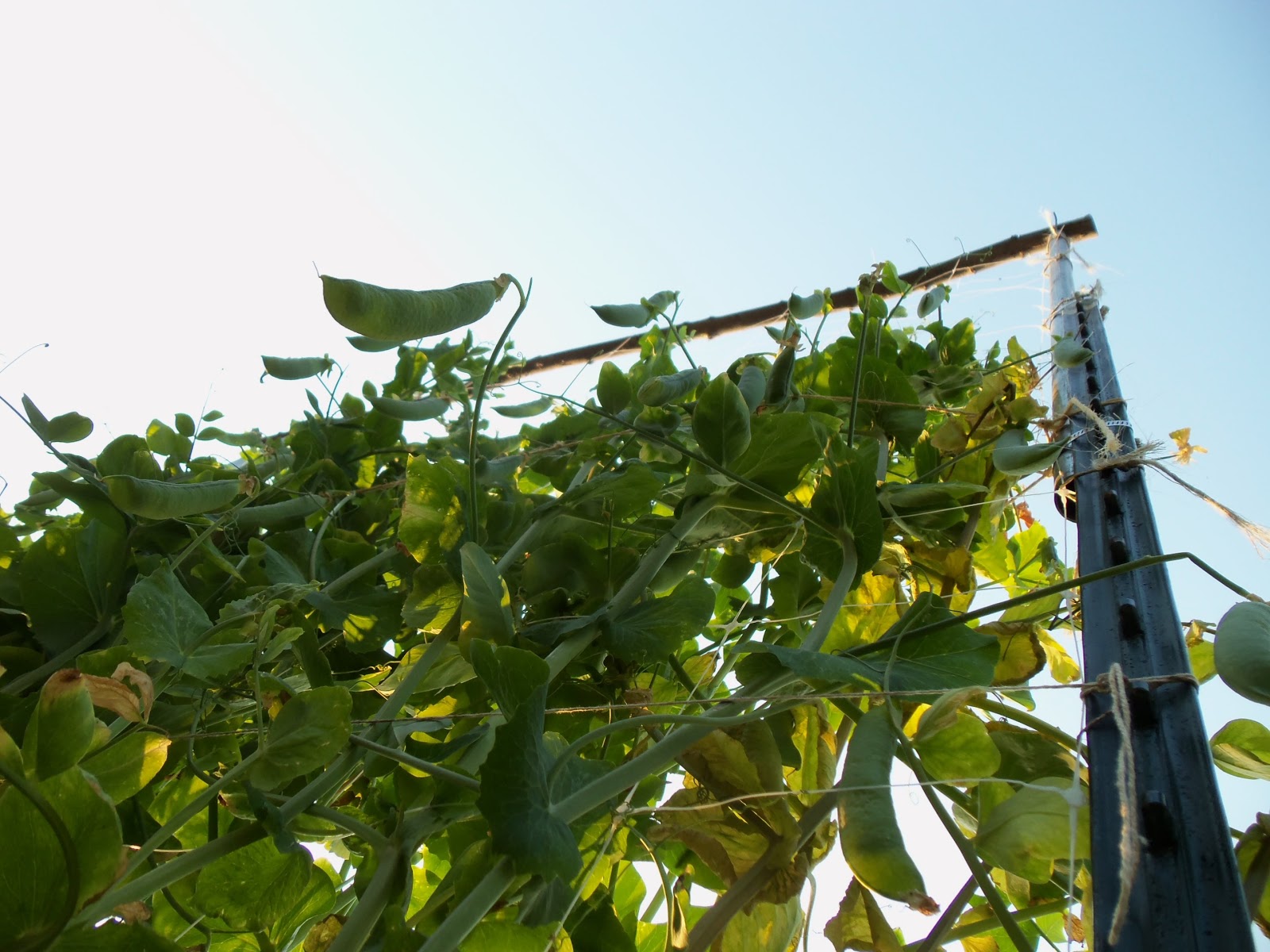 Whizbang Trellis Instruction: How to MakeT-Post Trellis Spans