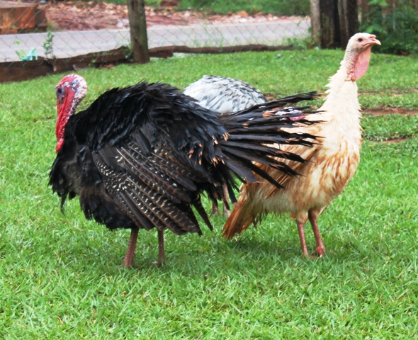 Sastre Desastre: Death in the Afternoon: The making of a turkey dinner