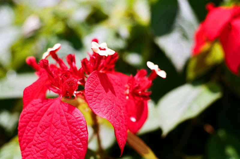 【M42平鏡繼續磨】佐敦谷公園 Mamiya SX 55/1.8 - 攝影台 - 香港高登討論區