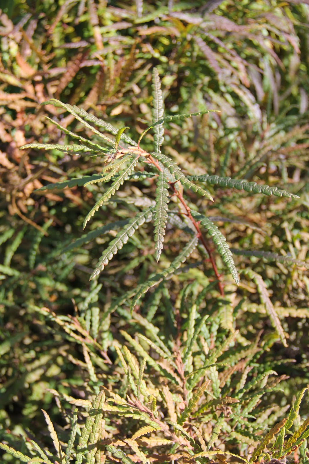 SummerChase Gardens: Sweet Fern