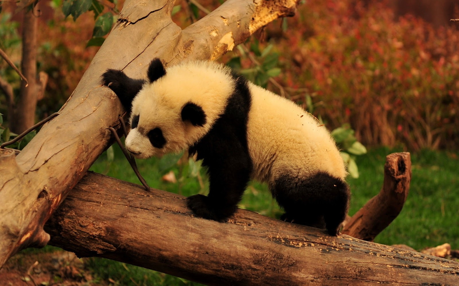 Fotografías de osos divertidos en el bosque