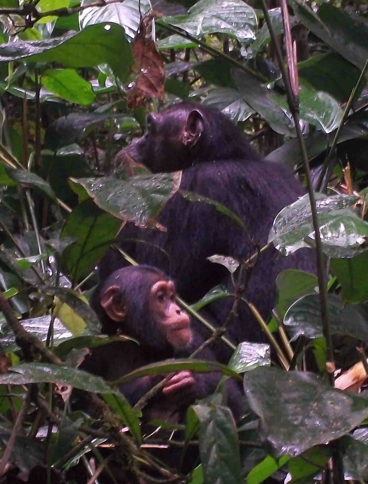 GRANDES SIMIOS - HERMANOS EVOLUTIVOS. Estudios que avalan nuestro ...