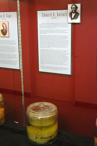 OTIS (Odd Things I've Seen): The New York Grimpendium: Wilder Brain ...