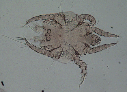 The Heavy Horse Online Association : Chorioptic mange - Feather mites.