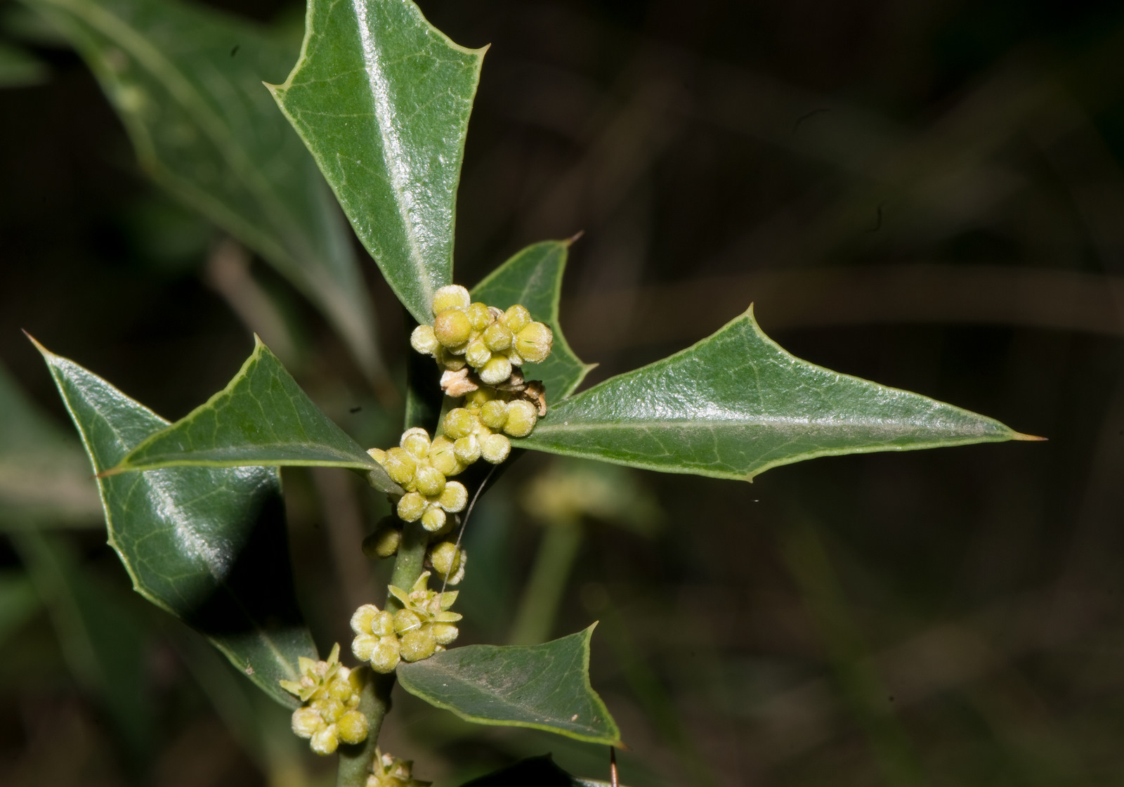 Hoja Romboide (rhomboidalis) - Botánica integra