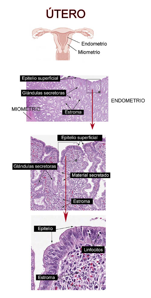 Hormonas : Óvulo y espermatozoide: un amor para toda la vida (3ª parte)