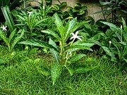 Terkeren 11+ Bunga Melati Katarak - Gambar Bunga Indah