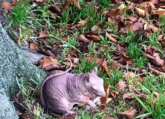Logran rescatar a extraña "ardilla sin pelo" para que no muera de frío ...