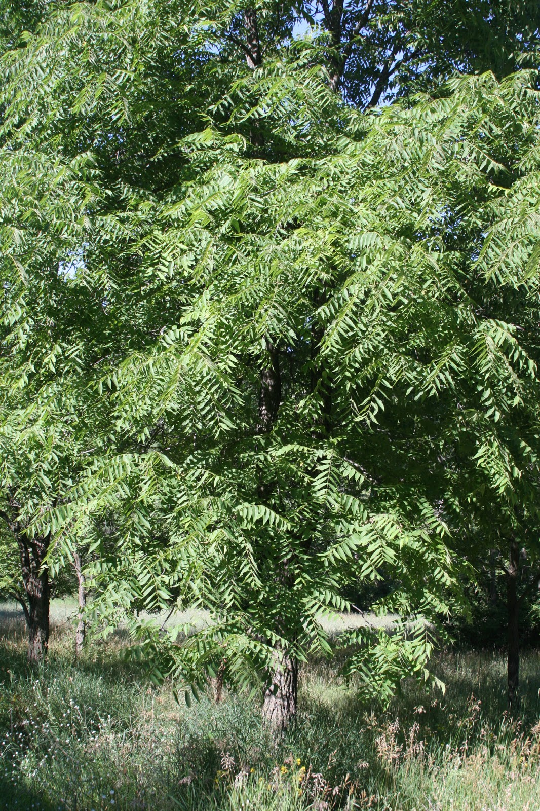 Isabella Conservation District Environmental Education Program: Mid ...