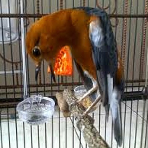 Pola Perawatan Harian Anis Merah yang benar - KICAU BURUNG