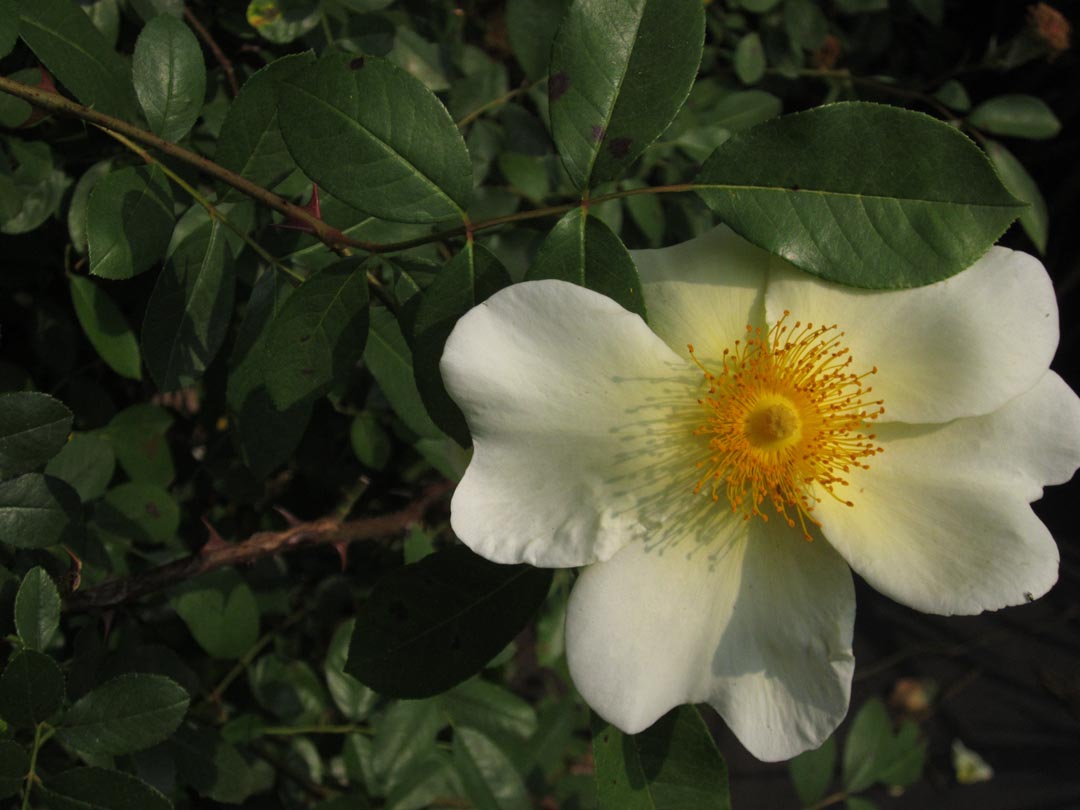 Garden Thymes: Incredible roses