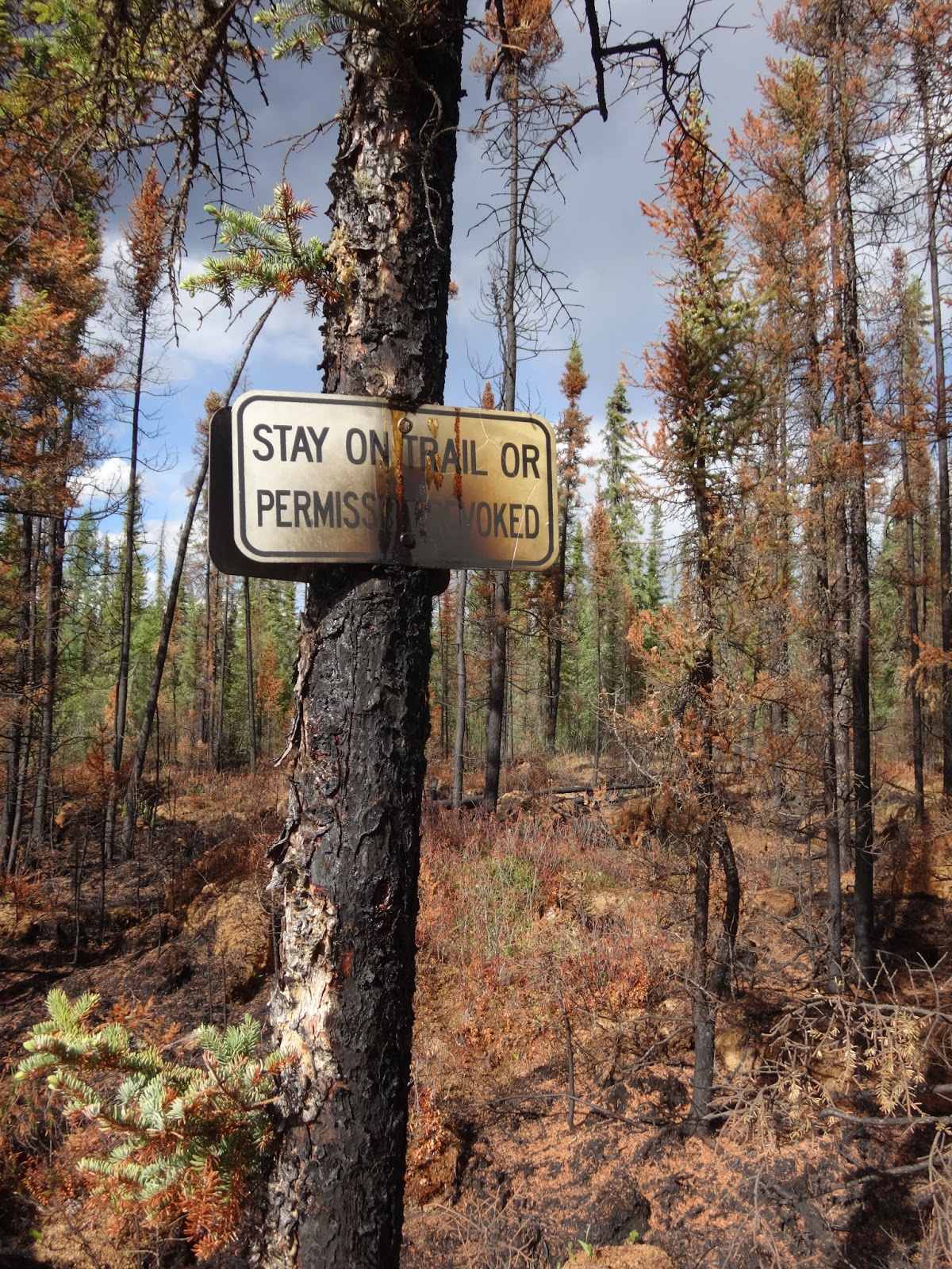 The 55th Parallel: Aftermath of the Fort McMurray Fire: WBEA Monitoring ...