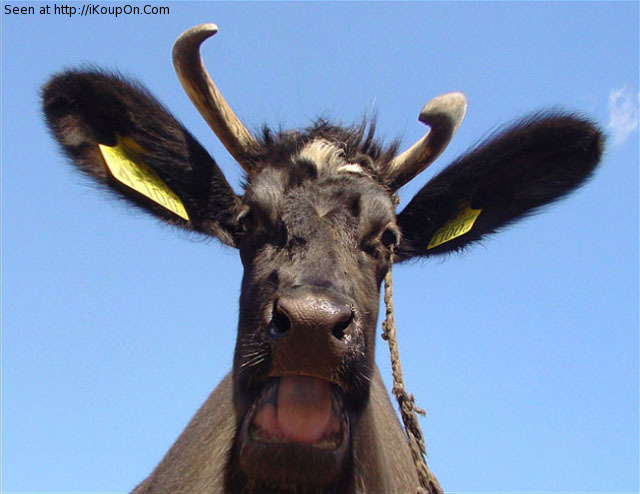 Hiper LoL: Vacas assustadas