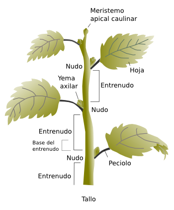 BIOLOGÍA VEGETAL II.: TEJIDOS VEGETALES