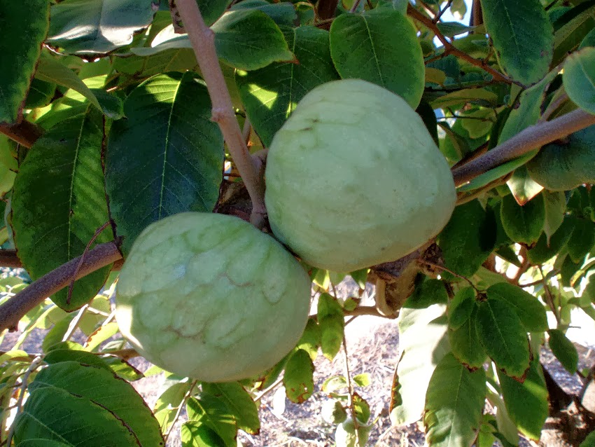 The Cherimoya is the fruit of the species Annona cherimola | Frutas ...