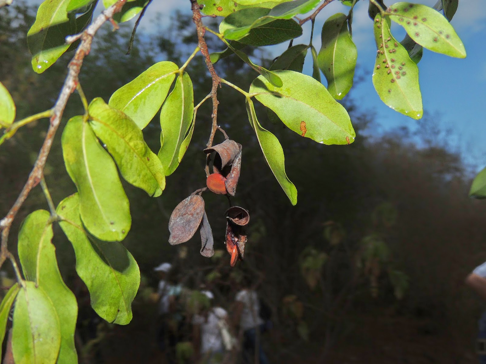 The Flowering plants (Leguminosae - Fabaceae): Fabaceae - Peltogyne ...