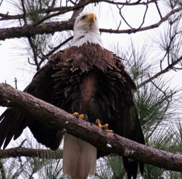 Eagle Information: Eagle Documents and Pictures