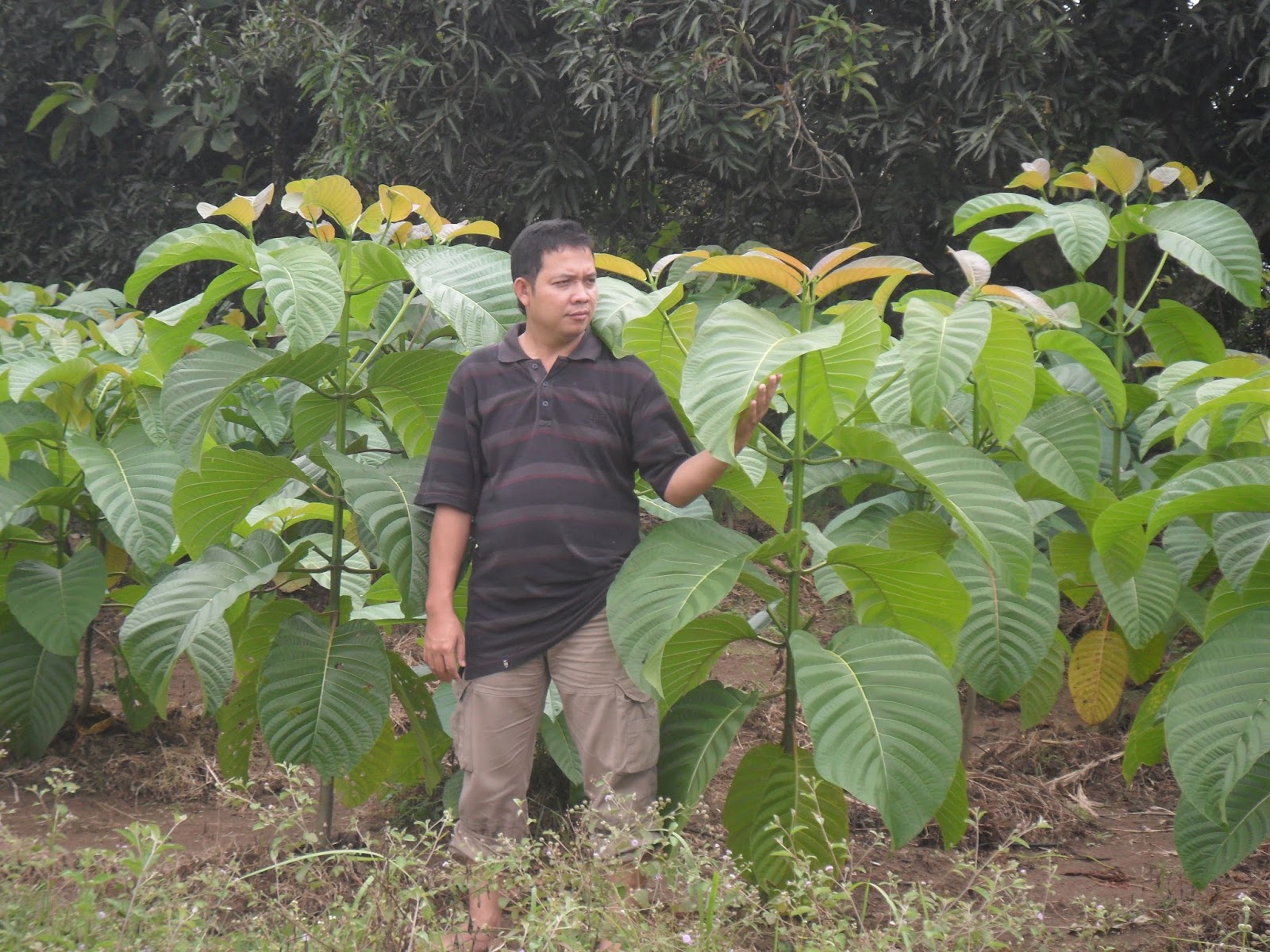 BUDIDAYA PERTANIAN: Mengenal Tanaman Jabon