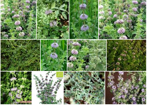 Consultoria Experta en negocios de Agricultura, Ganaderia y Forestales ...