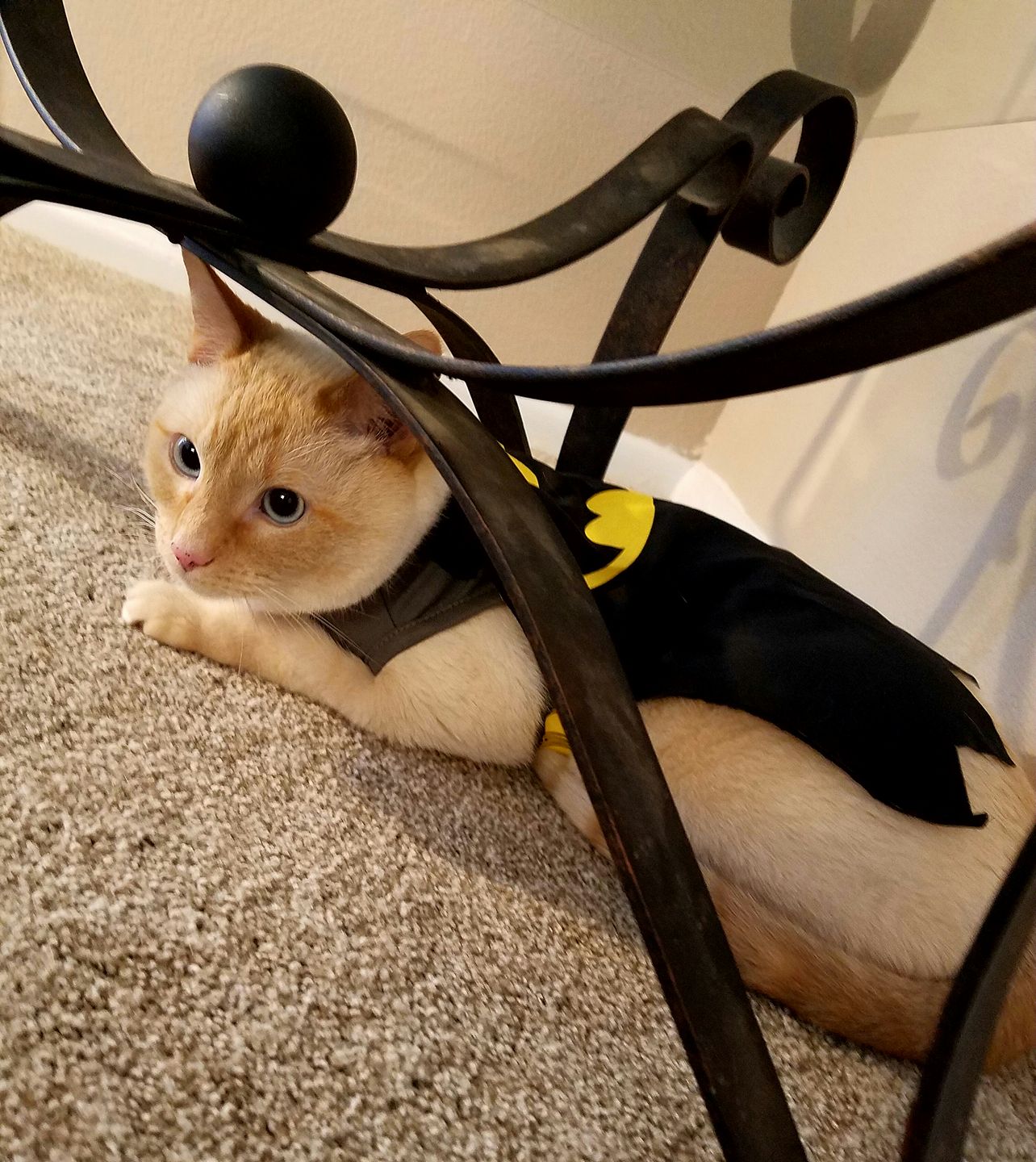 Cat Im Batman