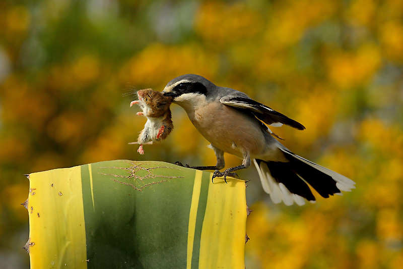 El ojo del buitre: Aves - Alcaudón (Lanius minor)