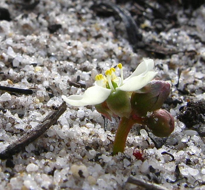 Esperance Wildflowers: Drosera zonaria - Painted Sundew