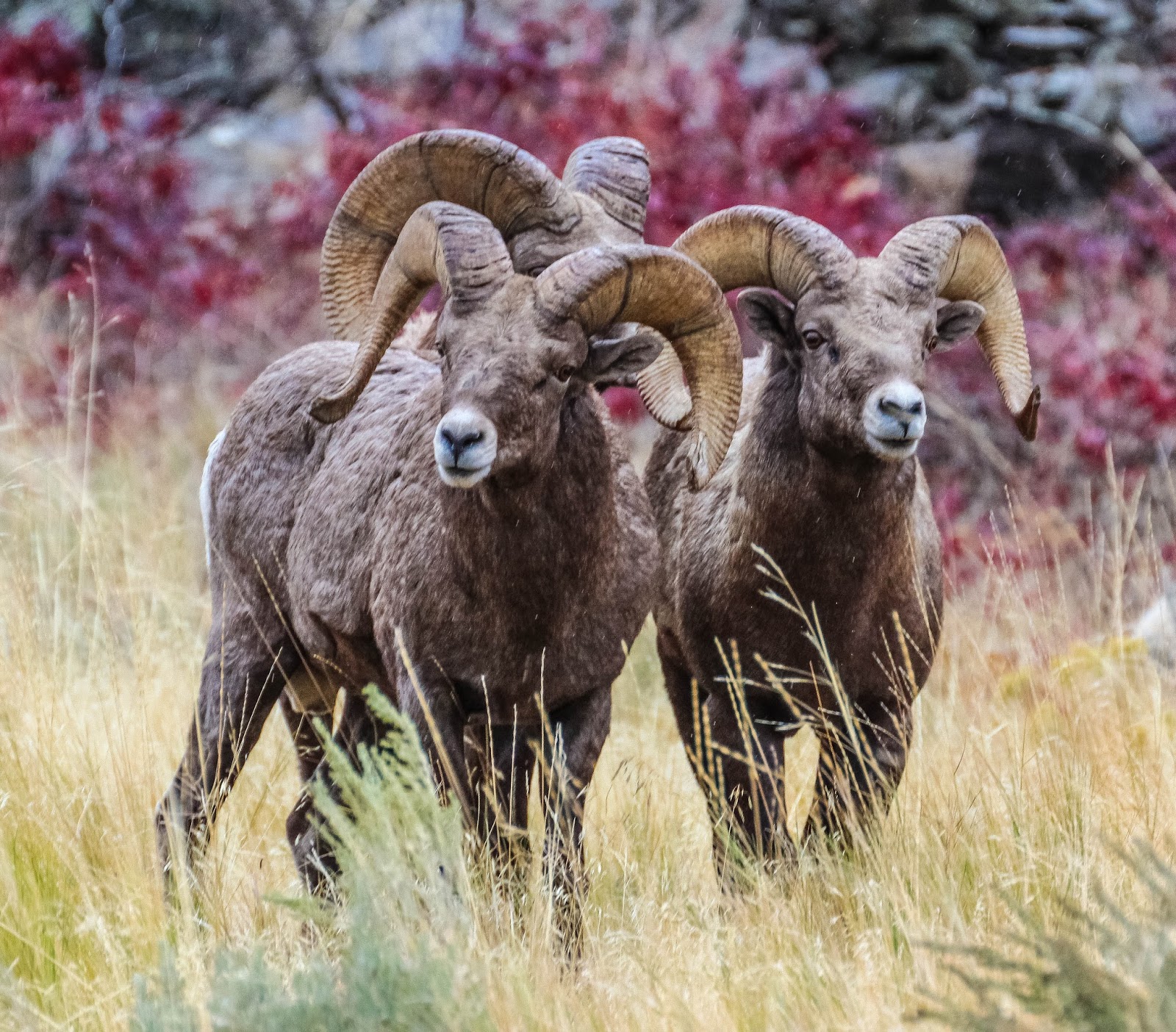 Cannundrums: Rocky Mountain Bighorn Sheep - Washington