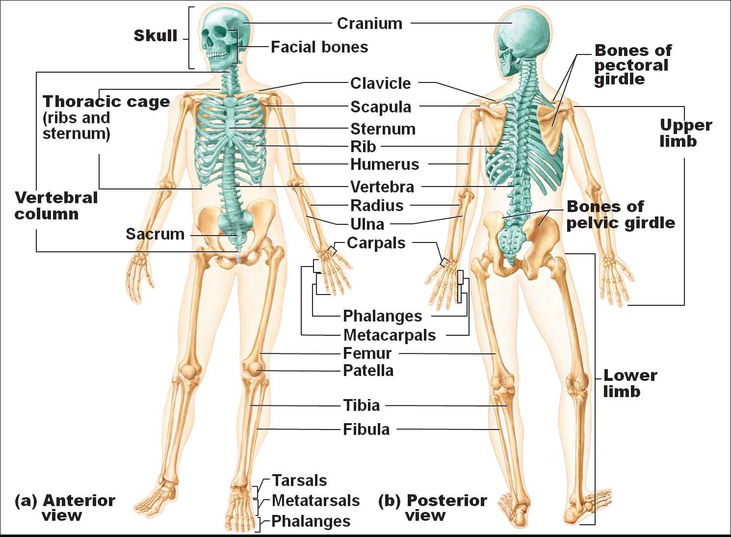 Musculoskeletal System Anatomy Musculoskeletal System Anatomy