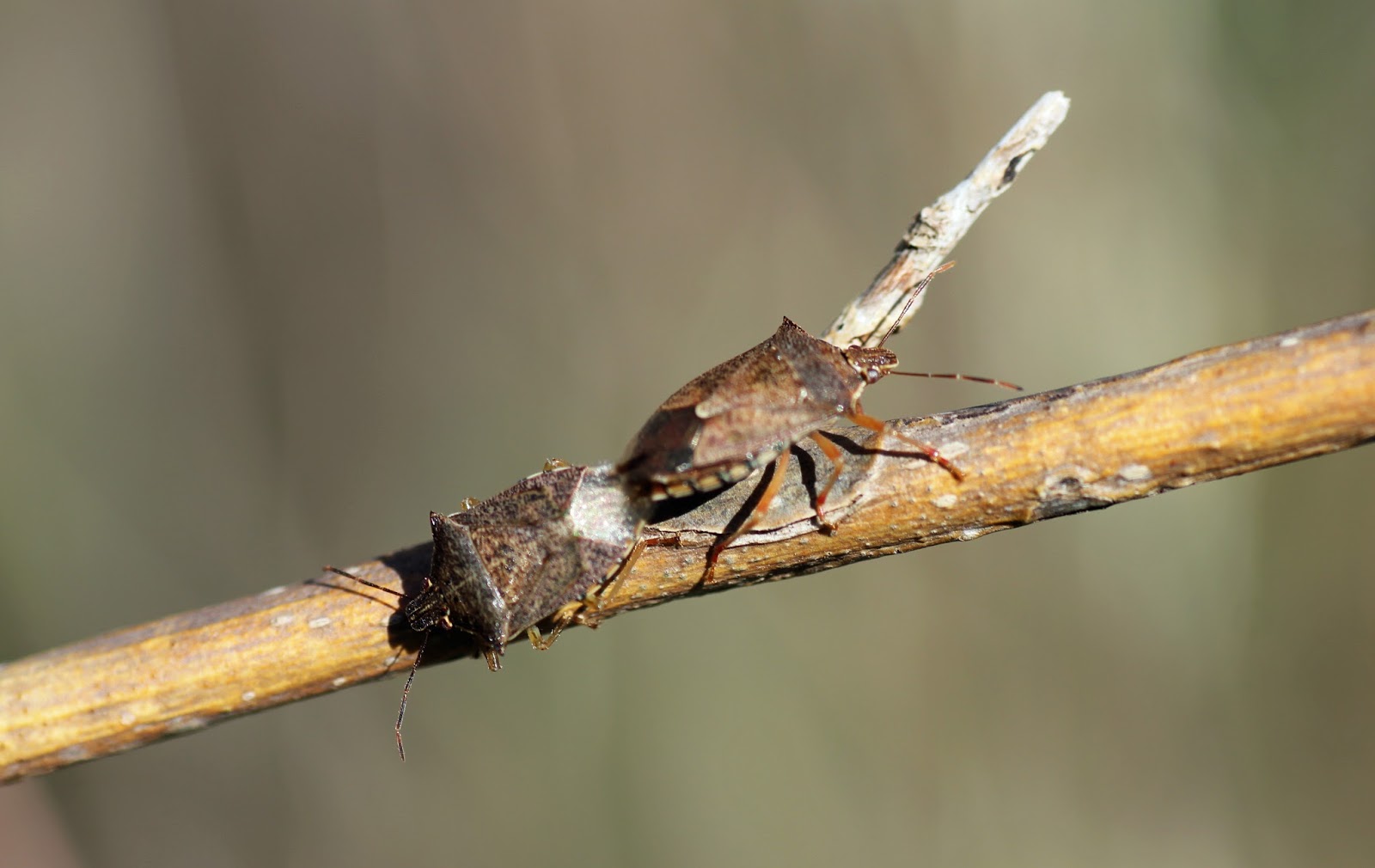 MObugs: Spined Soldier Bug