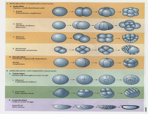 Cleavage pada Hewan | ZONA BIOLOGI KITA