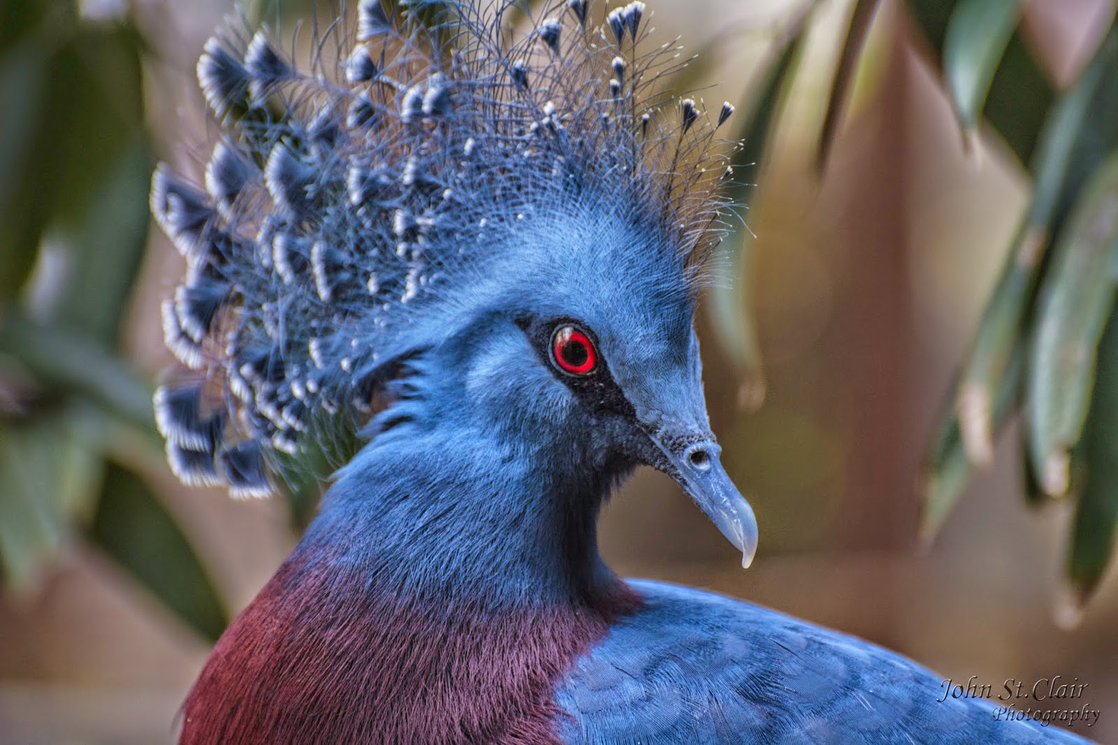 CROWNED PIGEON photos - wallpapers | the fun bank