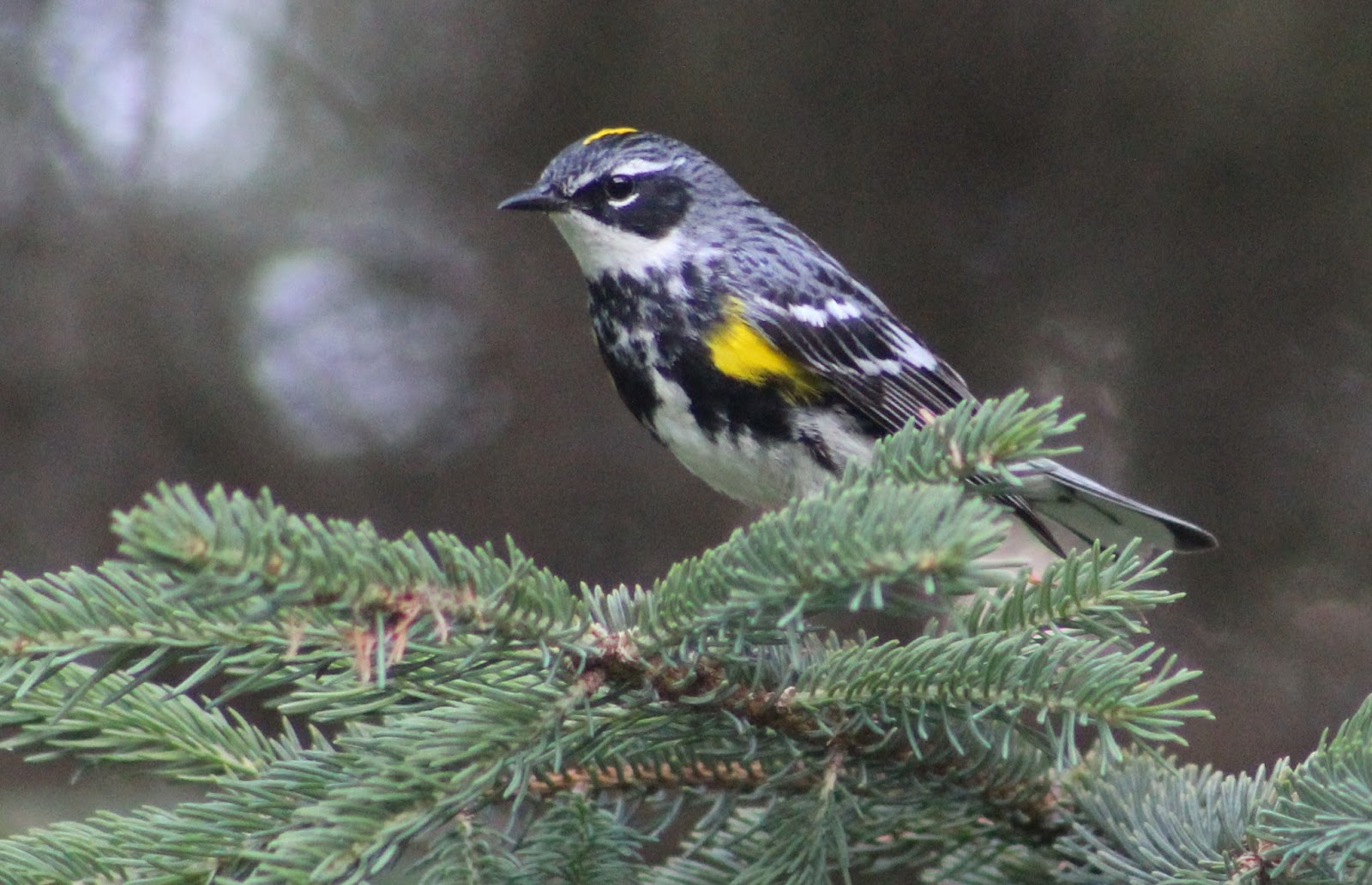 Tommy D's Birding Expeditions: Wisconsin Warblers