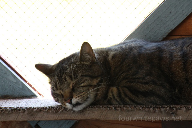 fourwhitepaws: sleepy wordless wednesday