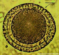 Membangun Kesehatan Hewan Untuk Kesehatan Manusia: PENYAKIT KE CACINGAN ...