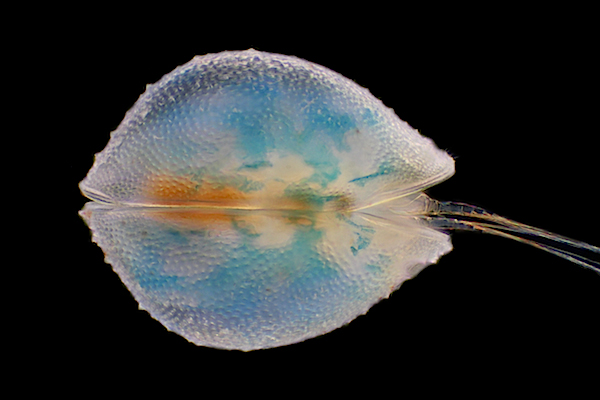 Biodiversity Science: Marine Ostracods