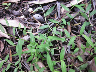 Tom and Anne's Garden: March 2012