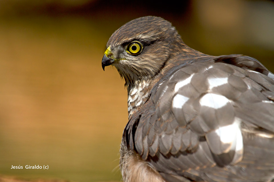 Jesús Giraldo Gutiérrez del Olmo. Visión natural: ACCIPITER NISUS ...