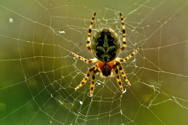 Imagenes de arañas: Fotografia araña [16-5-17]