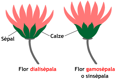 LES PLANTES I ELS VEGETALS: PARTS D'UNA PLANTA