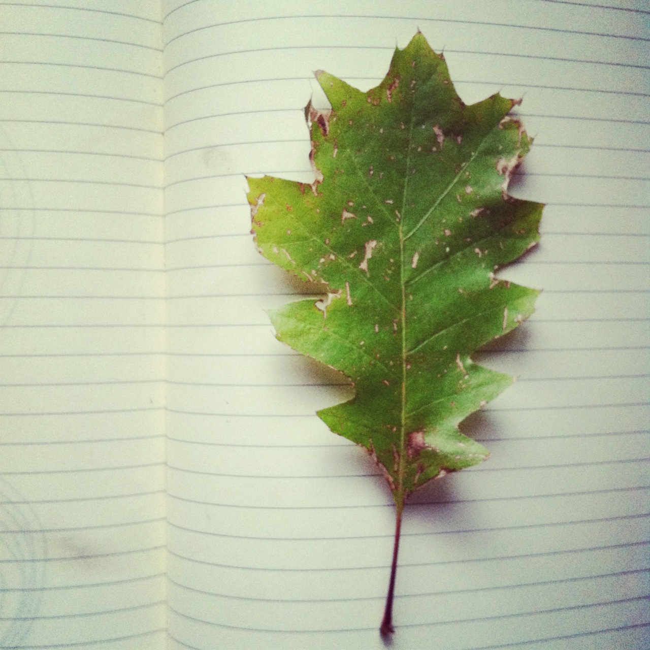 Las palabras son mis ojos: Hoja arrancada