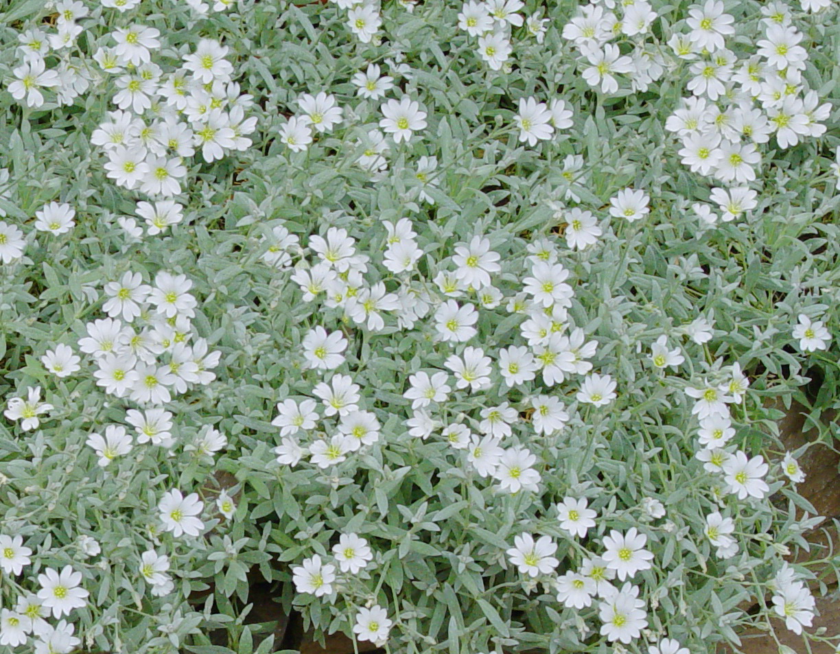 SERASTİYUM (Cerastium tomentosum)