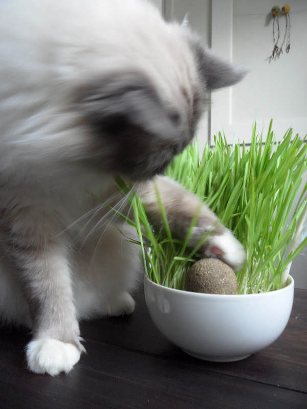 omⒶ KOPPA: Hyvää syntymäpäivää Robert!