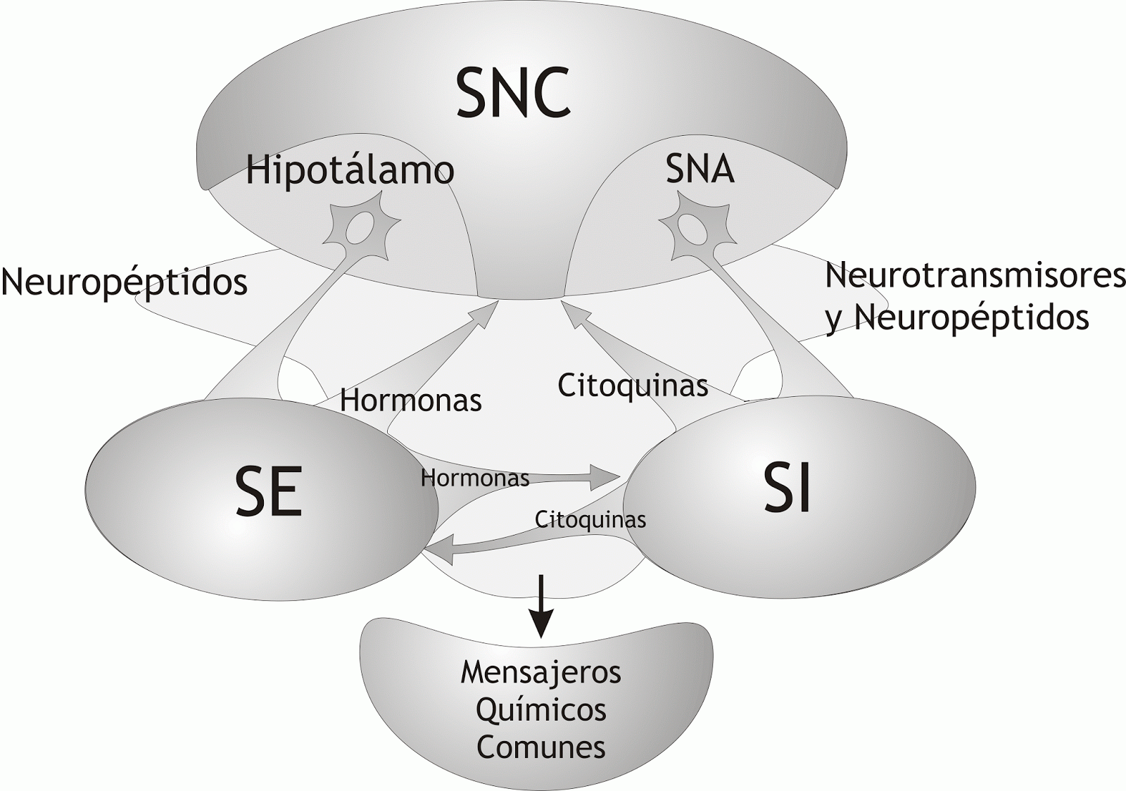 CURSO PNIE ORGANIZADO POR SB: EL SNC REGULA TODOS LOS SISTEMAS