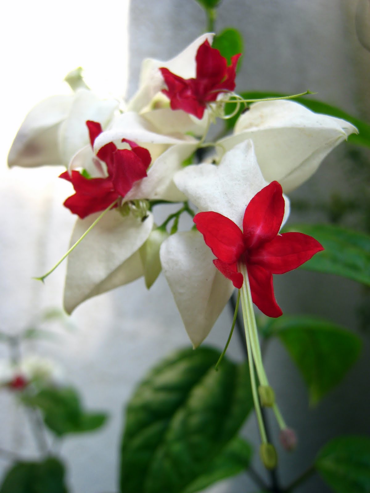 Flor Bella a las Once