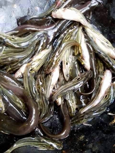 Popular Fishes In Odisha - Odia Khana Khazana | Odisha Recipes | Odisha ...