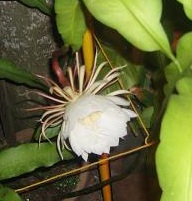 BUNGA BAKAWALI - Mbah Info